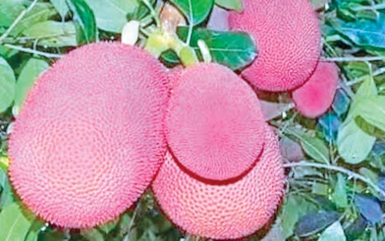 'Royal Red Jack' is still here...... - Jackfruto